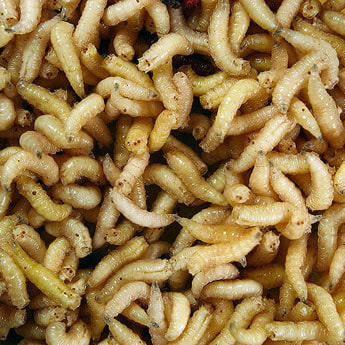 GitHub - Human-Person-Things/intro-html: A robot powered training ...