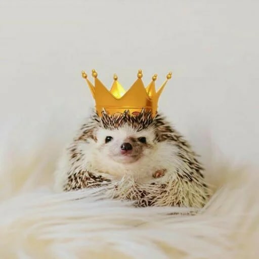 userbot-telegram · GitHub Topics · GitHub