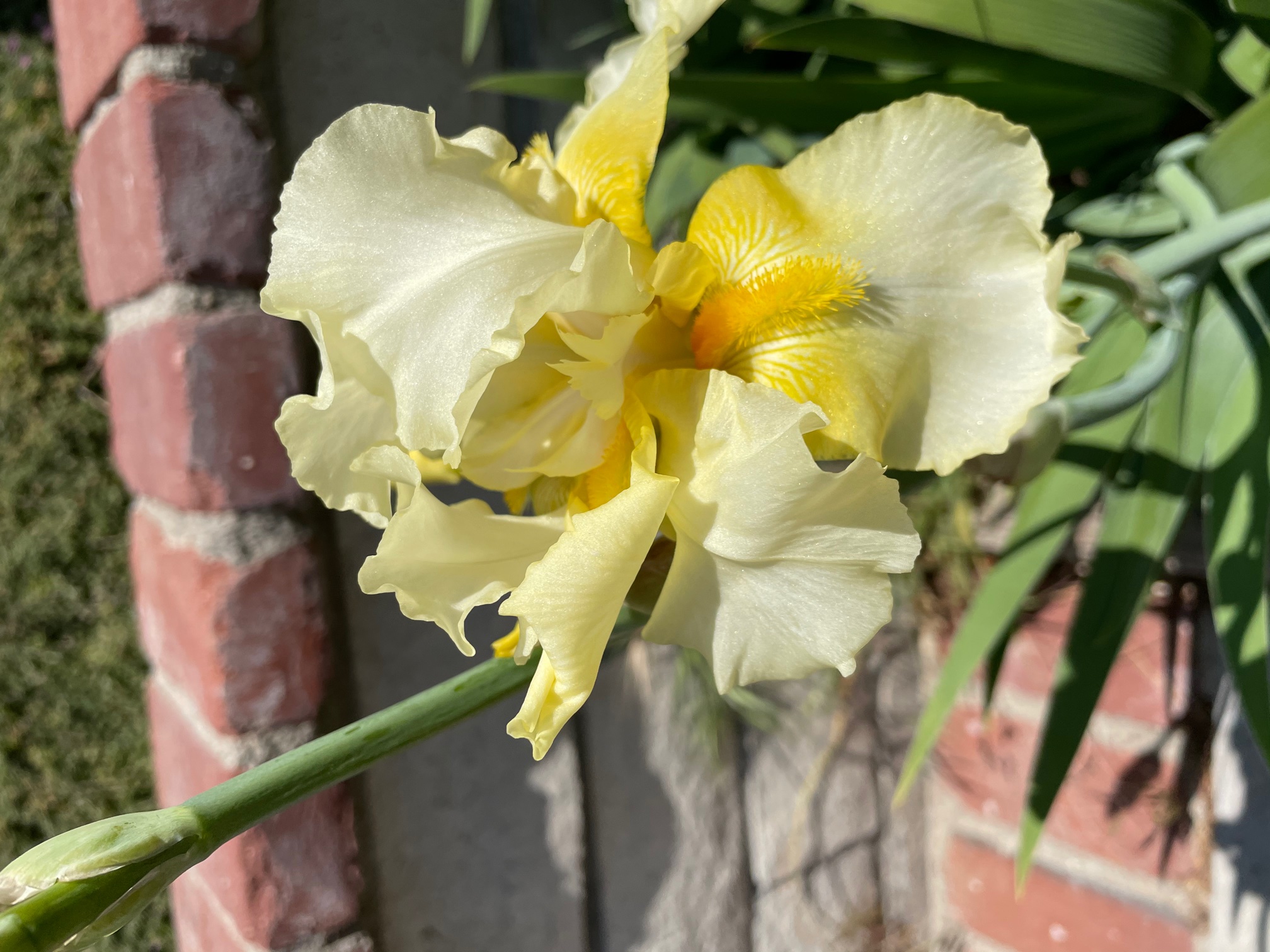 Github Plantbasedtendiesudacityimageclassifier A Torch Based Classification Ai Capstone