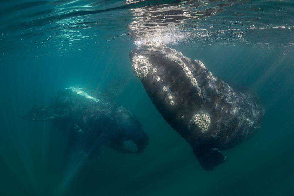 GitHub - emilybocim/Whale-Audio-Classification: Using hydrophone ...