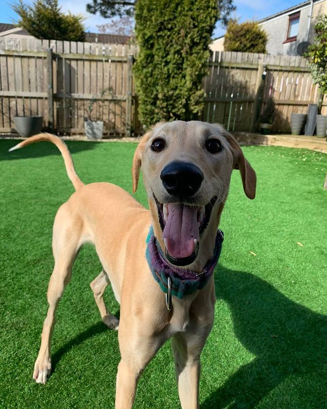 saluki · GitHub Topics · GitHub