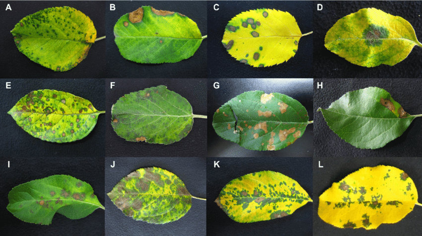 GitHub - shanmukh05/Plant-Pathology-2021-FGVC8: Identify the category of foliar diseases in ...