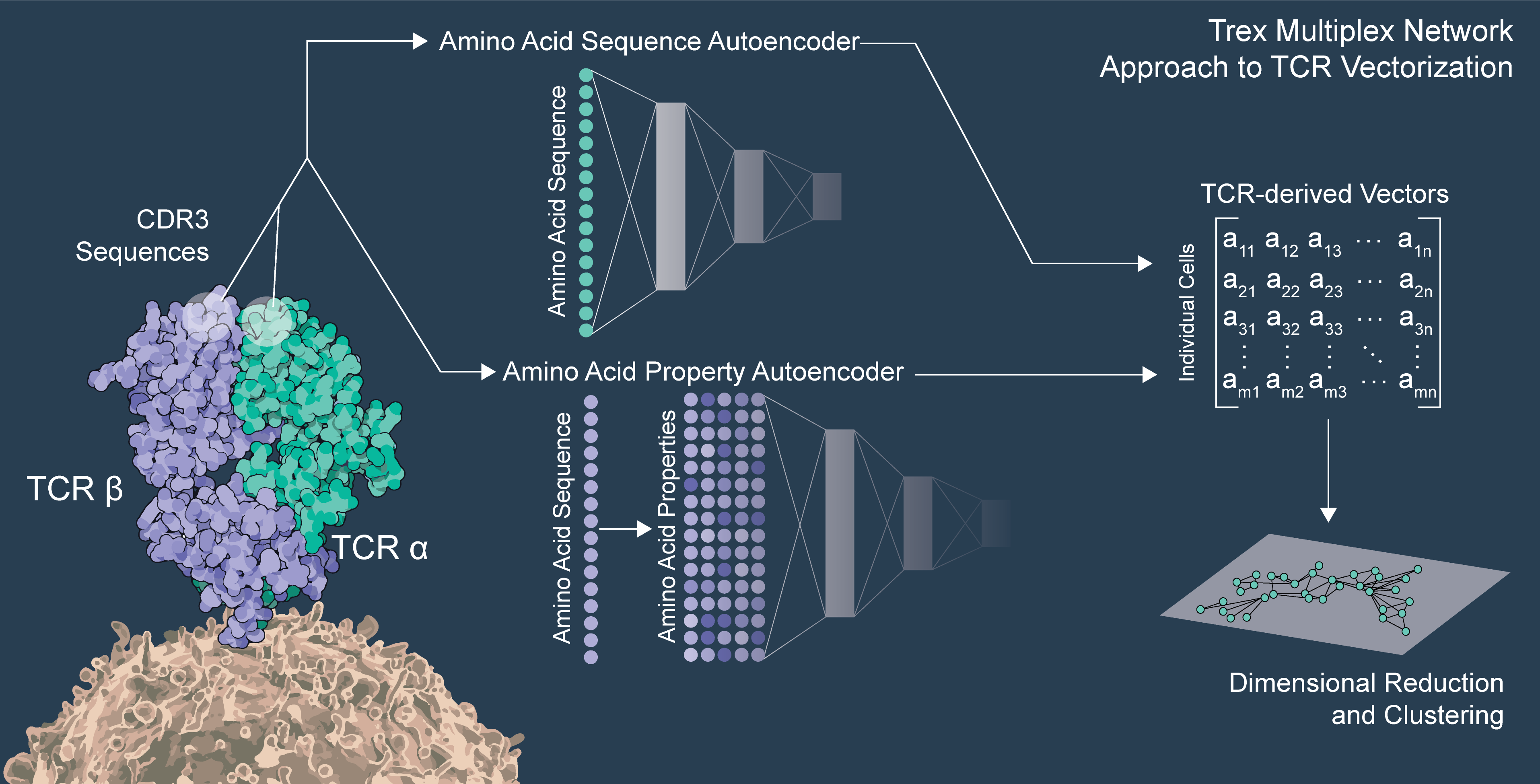 GitHub - BorchLab/Trex: Using TCR and expression for sequence embedding