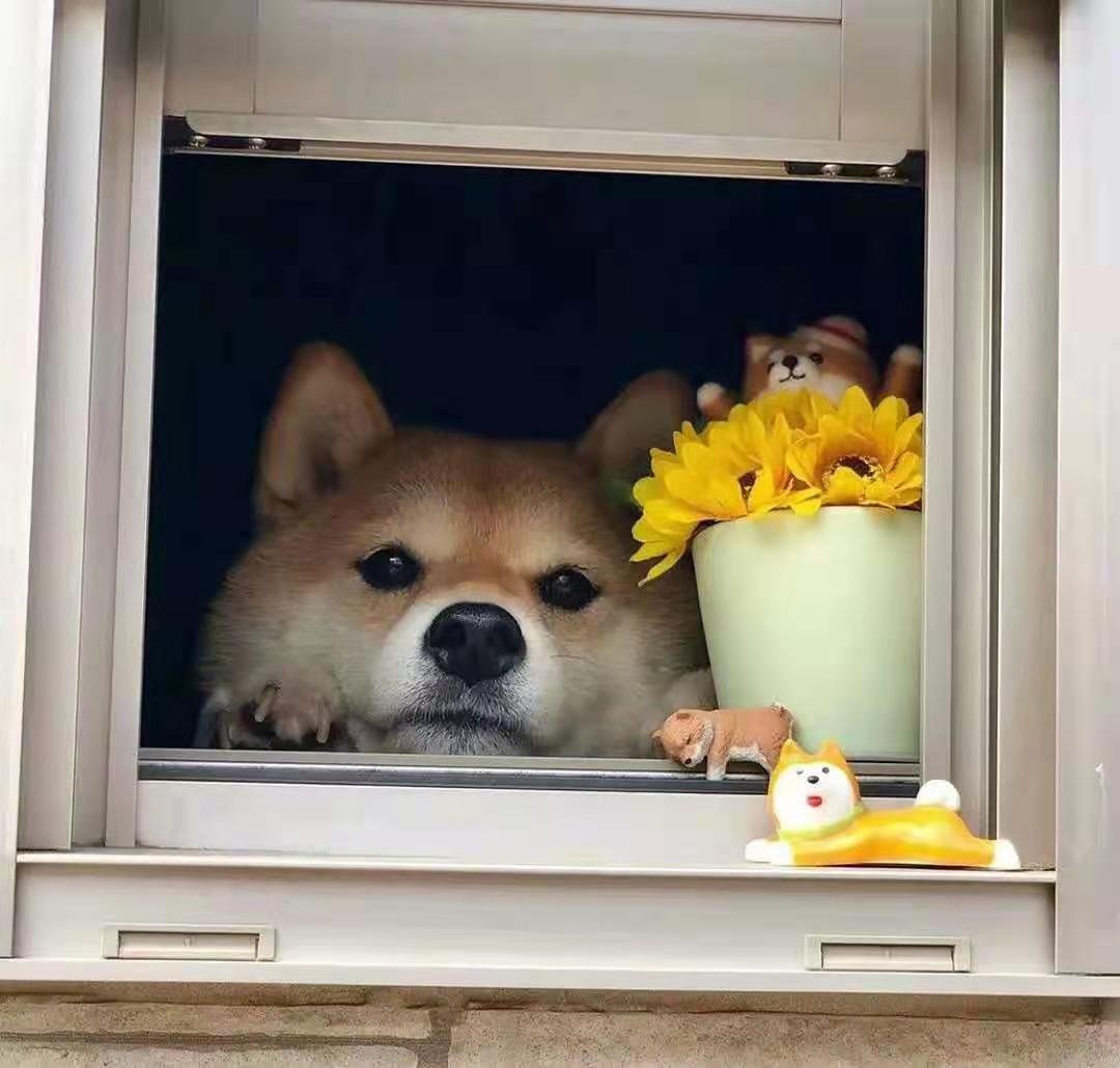 GitHub - wujunyi792/MiraiGo-MyBot: A template for MiraiGo