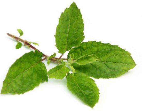 GitHub - SanjayKH-Git/Indian-Medicinal-Plant-Identifier-Using-Computer ...