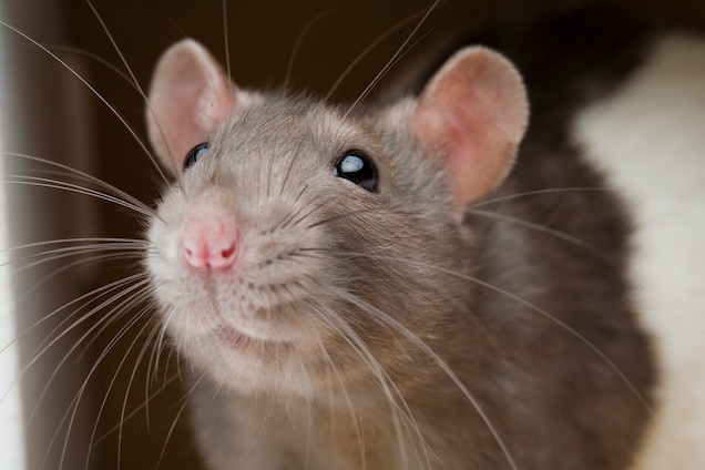 GitHub - Gajeel32/Rat-low-latency-powerplan: A powerplan made for gaming