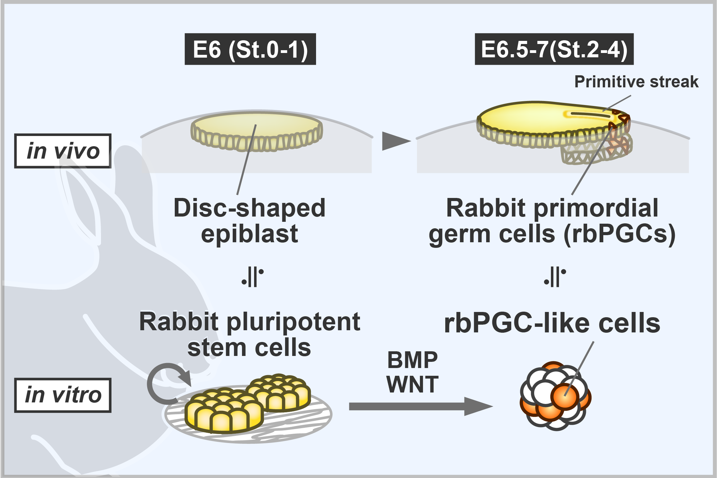 GitHub - cap76/RabbitPGC
