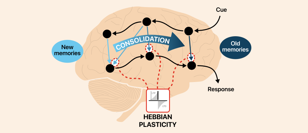 GitHub - sprekelerlab/Remme-Bergmann-2021: Simulation code for "Hebbian ...