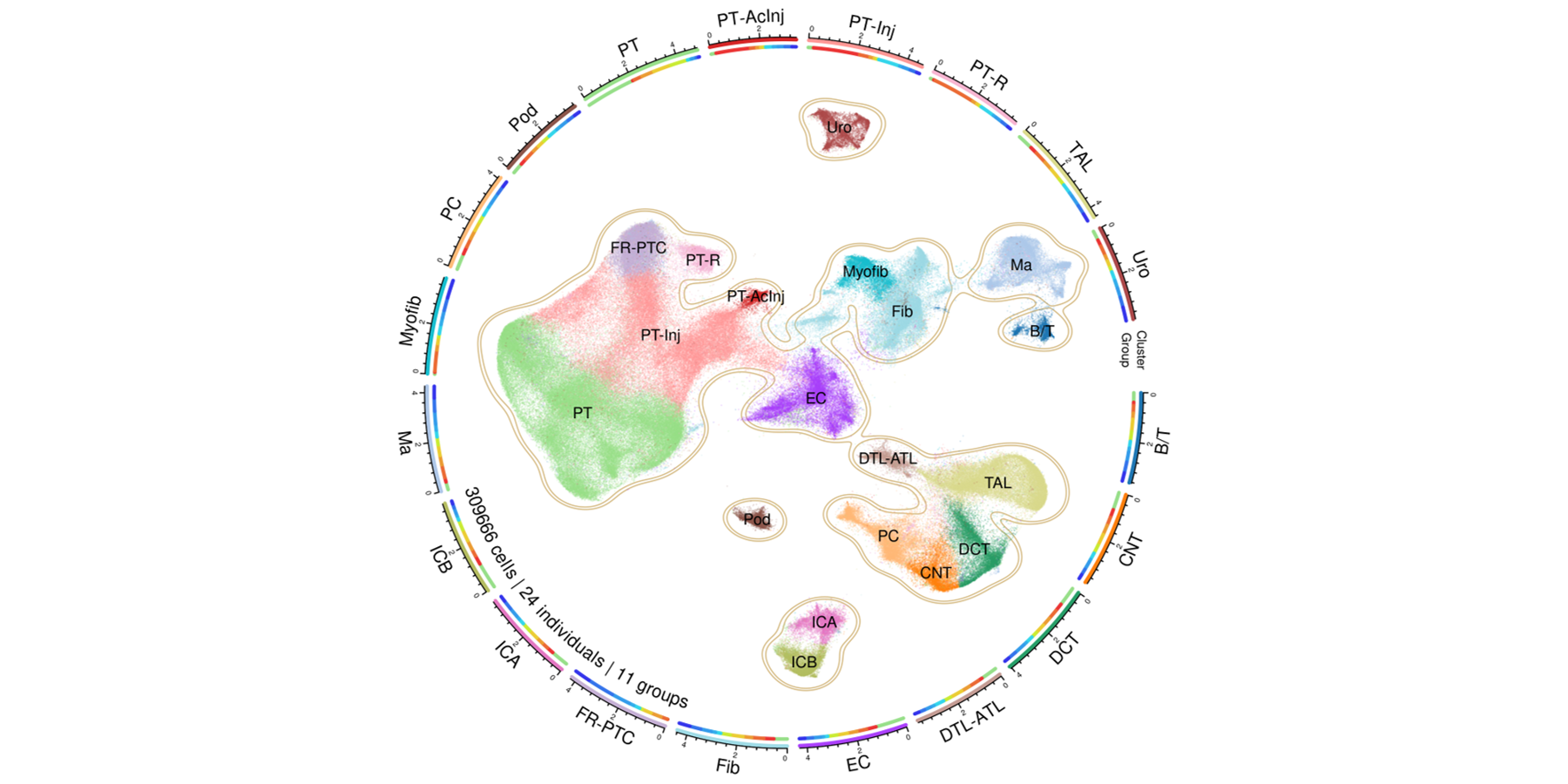 sci-RNA-seq-kidney/Fig1/figure1de.ipynb at main · TheHumphreysLab/sci-RNA-seq-kidney · GitHub