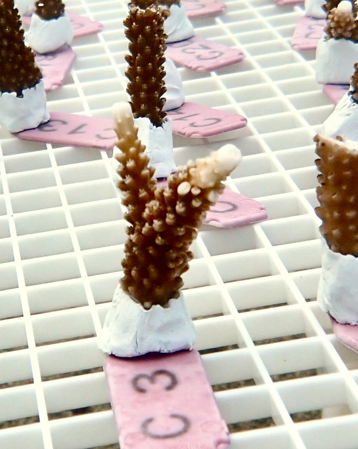 GitHub - harmonymartell/Thermal-Priming-and-Hormesis-Acerv