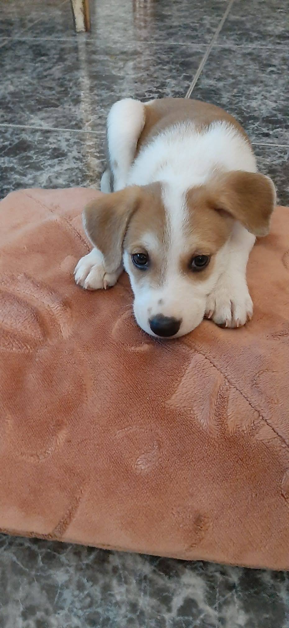 GitHub - mpfzape/Tareas02_Lmsgi