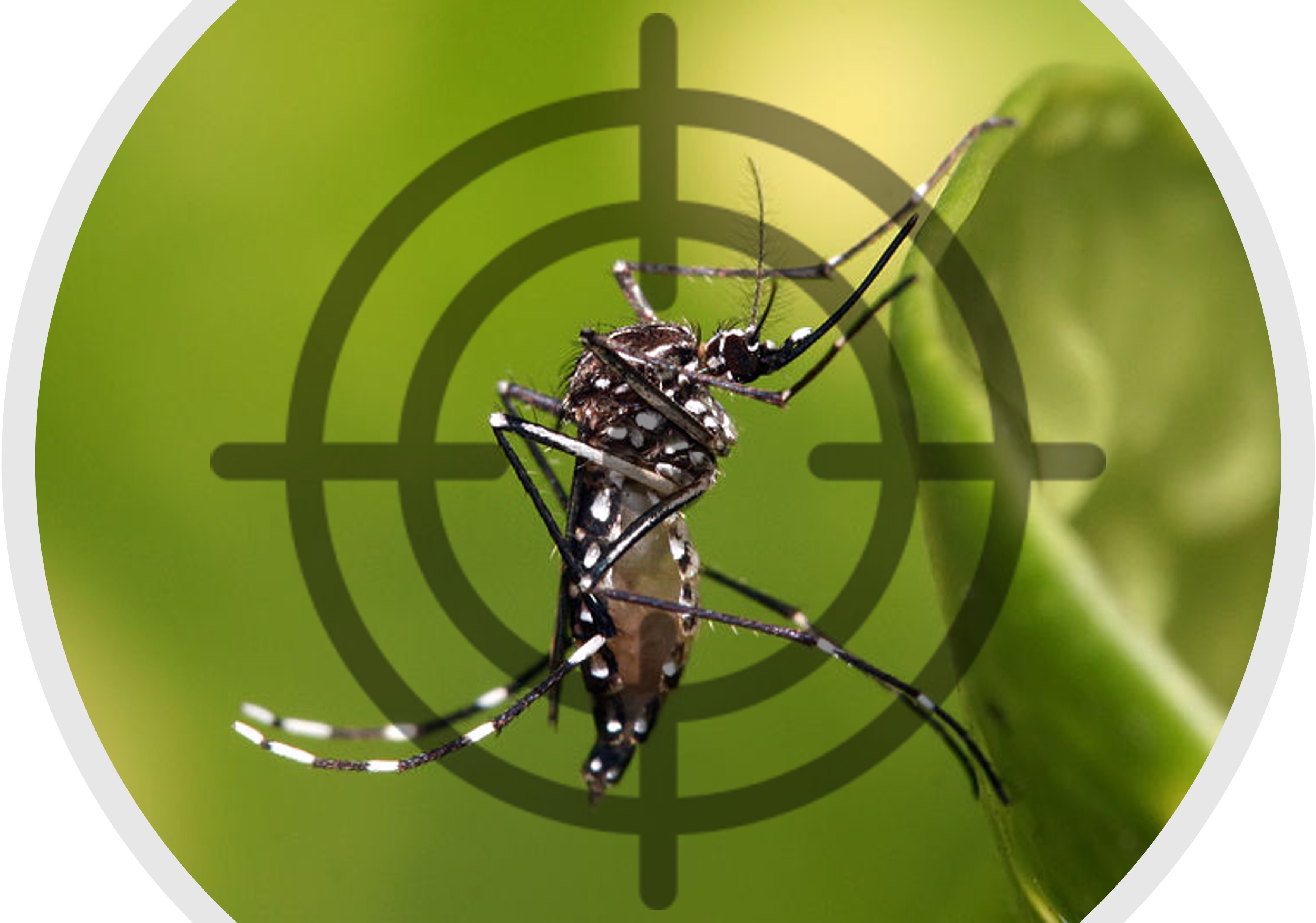 Github Mjrovaiwingbeat Mosquito Tinyml Data And Code Repository For Classifying Mosquito