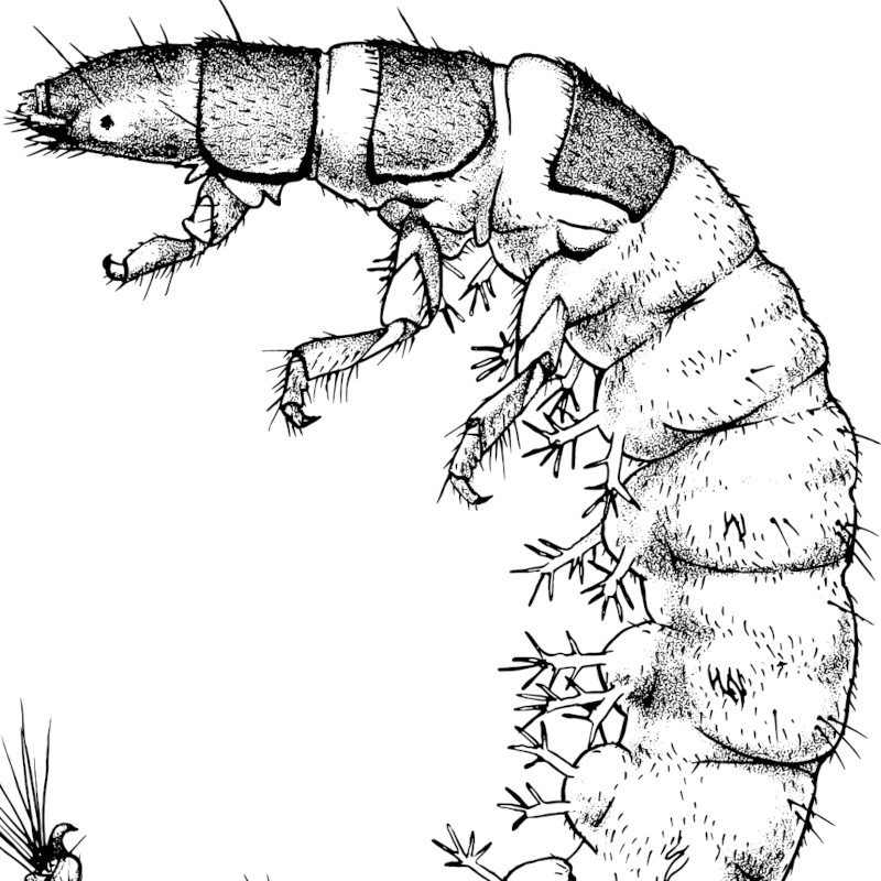 GitHub - j-mcavoy/larvae: a super fast scientific calculator with dimensional analysis support ...