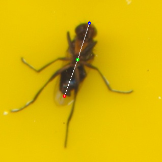 GitHub - paraiko/insect_body_length: script to calculate the insect ...