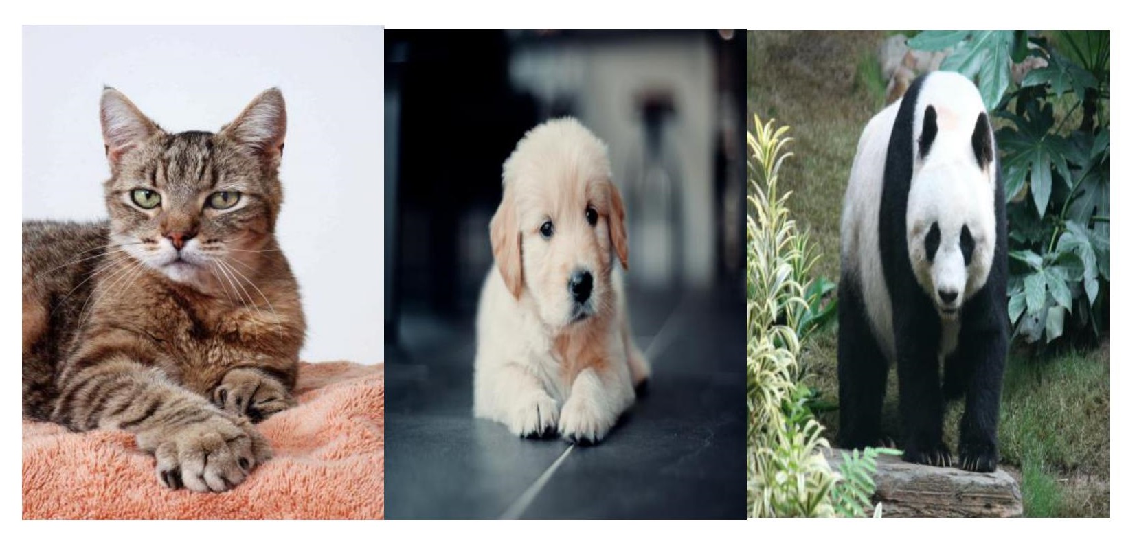 GitHub - rahme007/Panda-vs-Cat-and-Dog-Classifier: This project deals ...