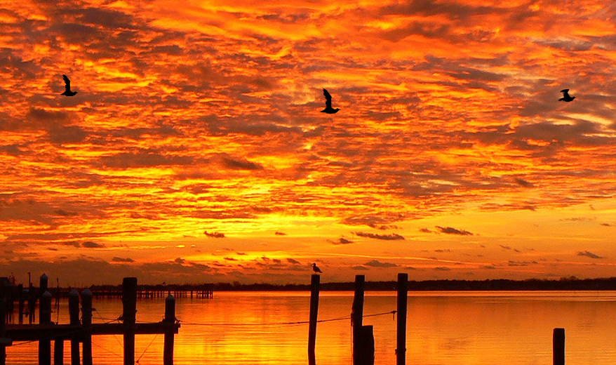 GitHub - zhekovdobri/Angular-project-Animation