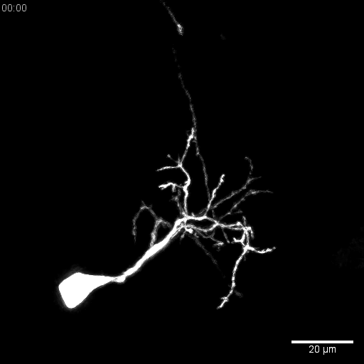 GitHub - fieryzarzar/morphology_timecourse_analysis: Python script to analyse morphological ...