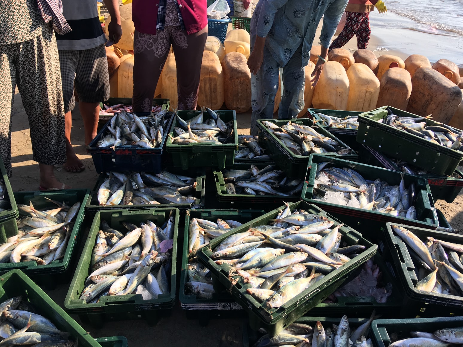 GitHub - SergeGeukjian/Fish-and-Overfishing: Contains the world fish ...