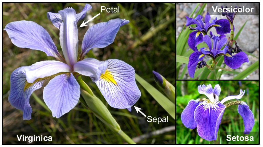 GitHub - Ajisco/SVM-on-Iris-Flower-Data: Predictions using Support ...