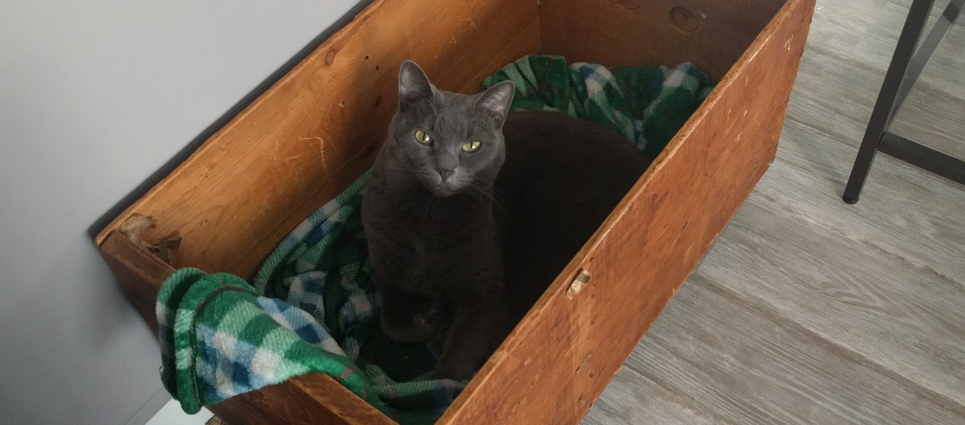 GitHub - TKinVT/oscar-bot: Slack bot named after kitty