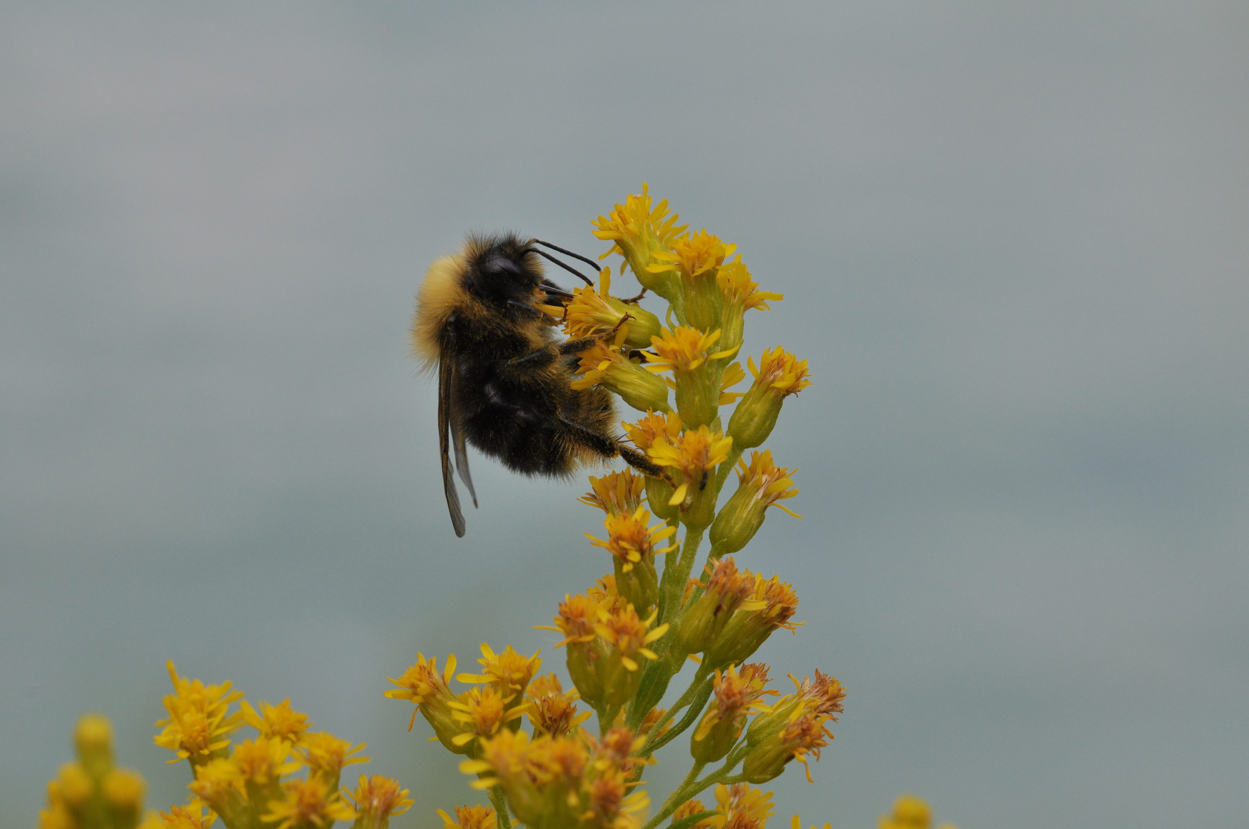 bumble-bee-climate/models/era_model.R at main · Hanna-Jackson/bumble-bee-climate · GitHub