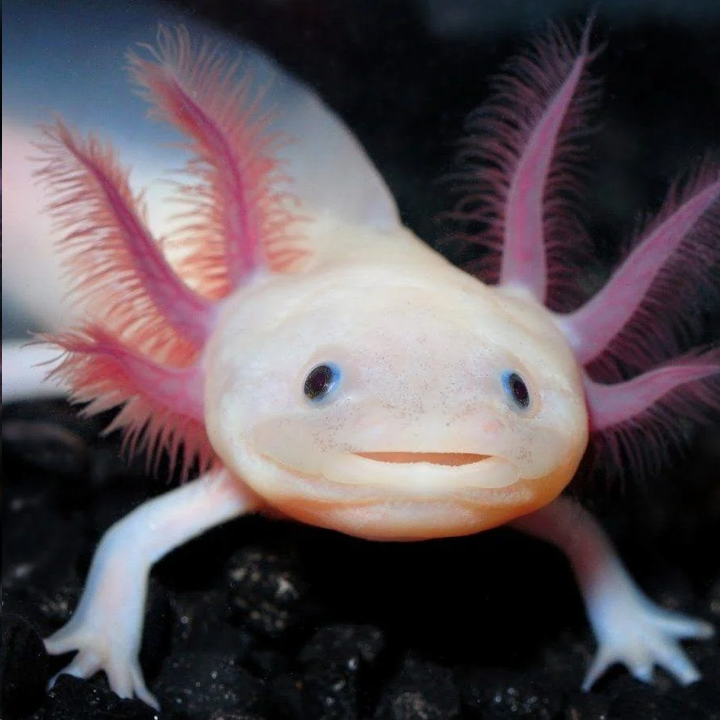 GitHub - Isbo2000/Axobotl: A multi-purpose axolotl-themed discord bot ...