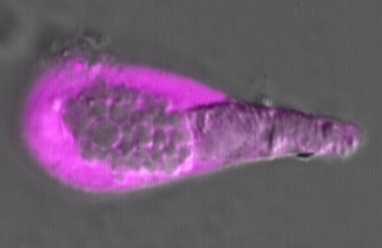 GitHub - angueyraLab/drRNAseq: Interactive plotter of zebrafish (Danio rerio) retinal RNAseq data