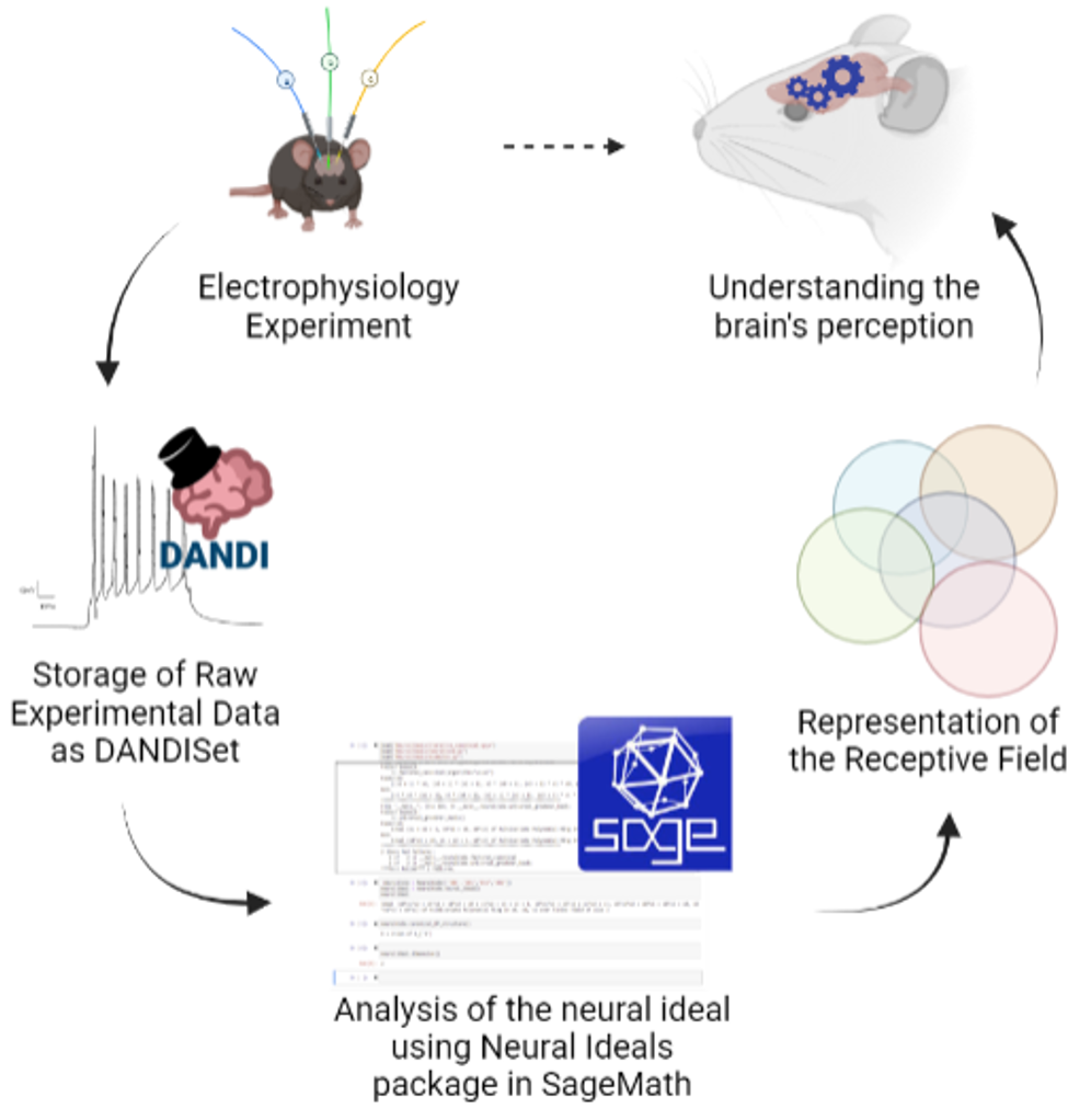 GitHub - CBoucher99/Neural-Ideal-Experimental-Pipeline: Pipeline for using ephysiology DandiSet ...