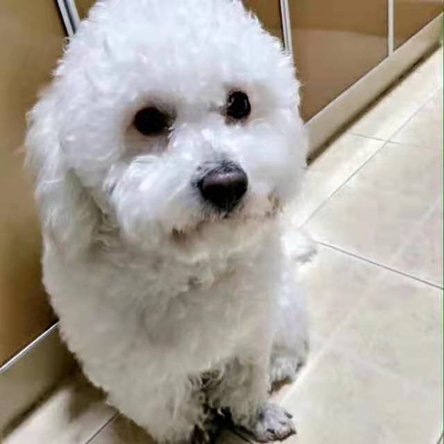 GitHub - Haoran-Peng/Haoran-Peng.github.io