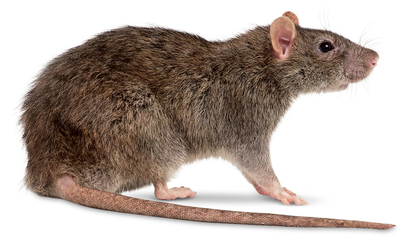 GitHub - TylerB2000/Rat-Game: Text-based, rpg, terminal game