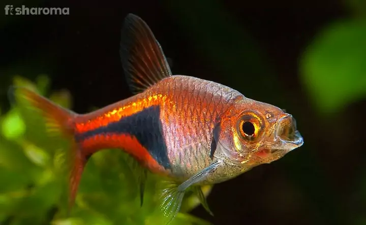 GitHub - KyleW2/Rasbora