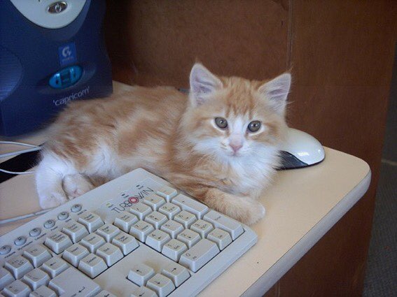 GitHub - miskeeping/miskeeping: :trollface: