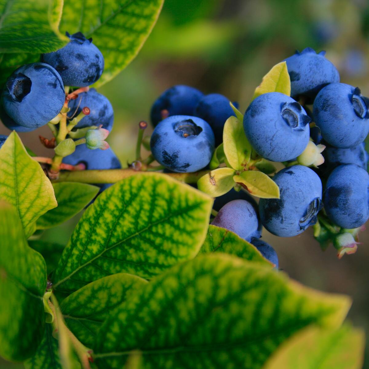 Wild Blueberry Yield Prediction Wild Blueberry Yield Prediction Ipynb At Main · Asifikbal1 Wild