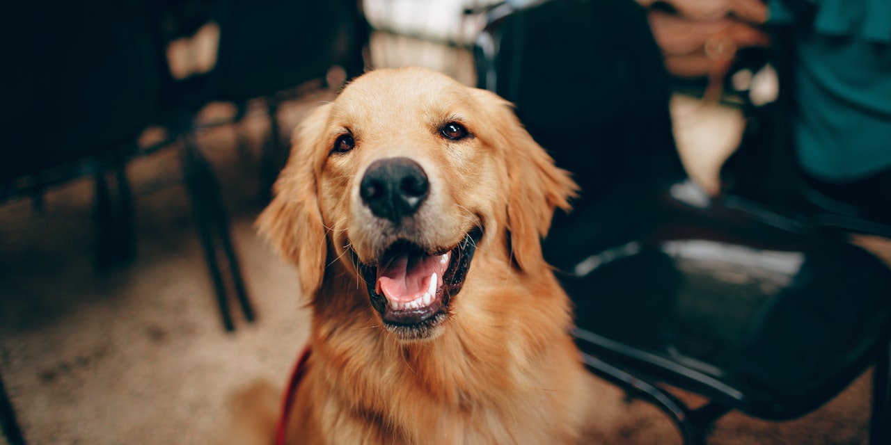 GitHub - maxsplawski/fetchApp: Vanilla JavaScript app based on Dog API.