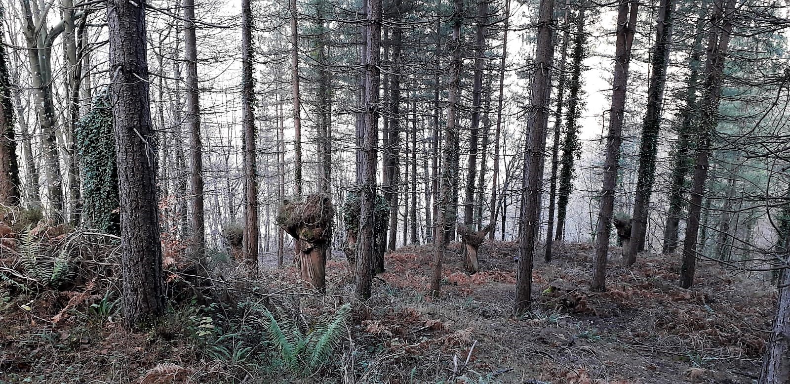 GitHub - Julenasti/legacies: Here, we show how the legacies of past ...