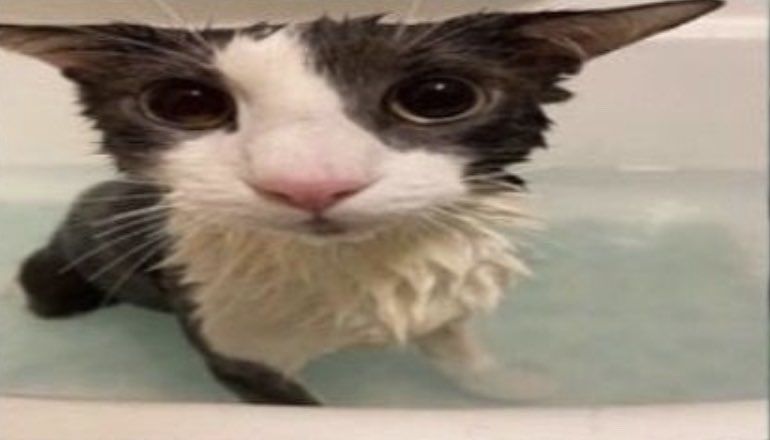 GitHub - cv003/soggy.cat: https://soggy.cat