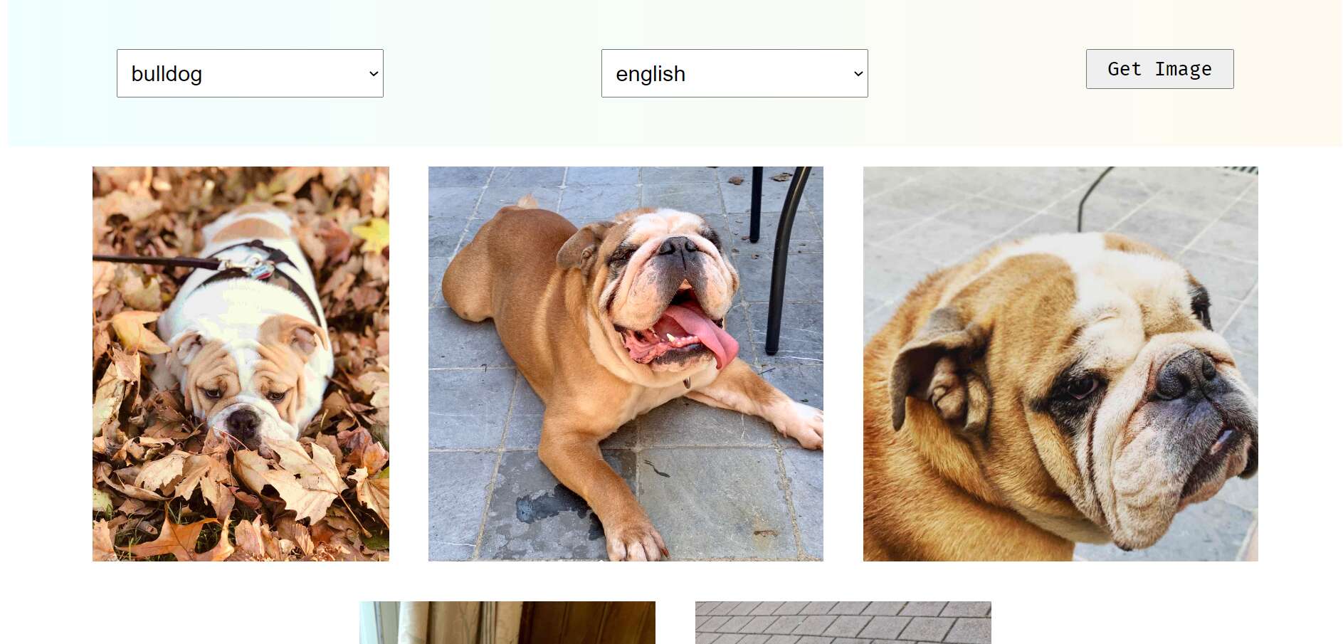 GitHub - Ayush-Kanduri/Dog-Images-Gallery: This project uses the Dog ...