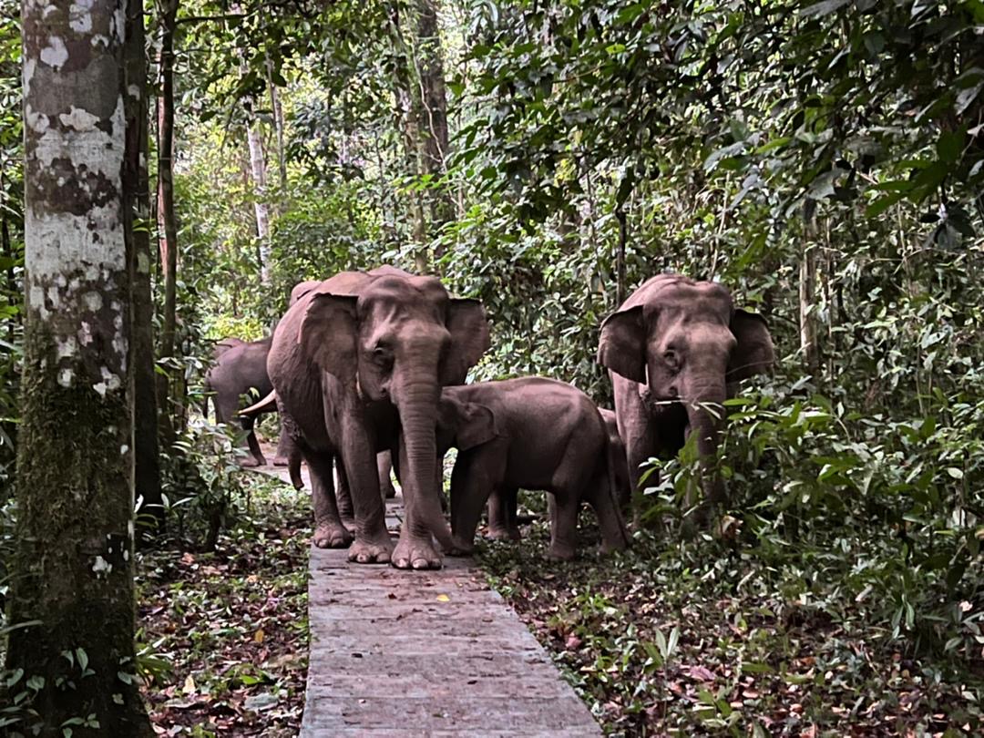 GitHub - Naeima/Forest-Observatory-Ontology: The Forest Observatory Ontology (FOO) is an ...