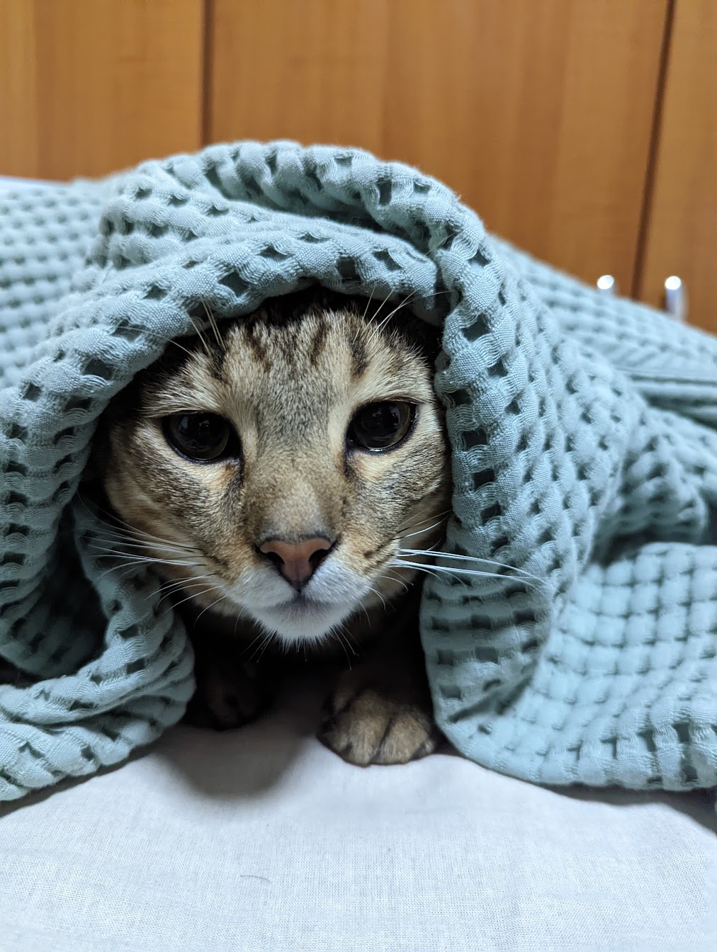 GitHub - Lunatheblackmeow/pythonresume: Interactive resume in python