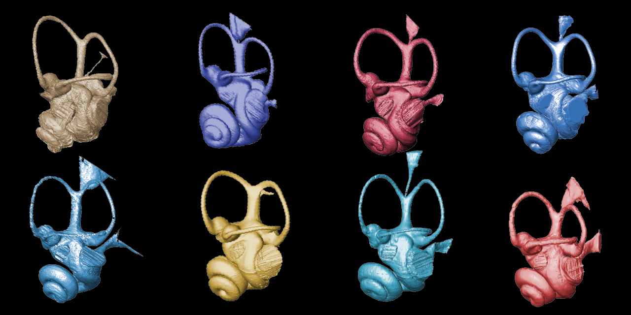 GitHub - SilberdistL/inner-ear_Ruminants: inner-ear_Ruminants