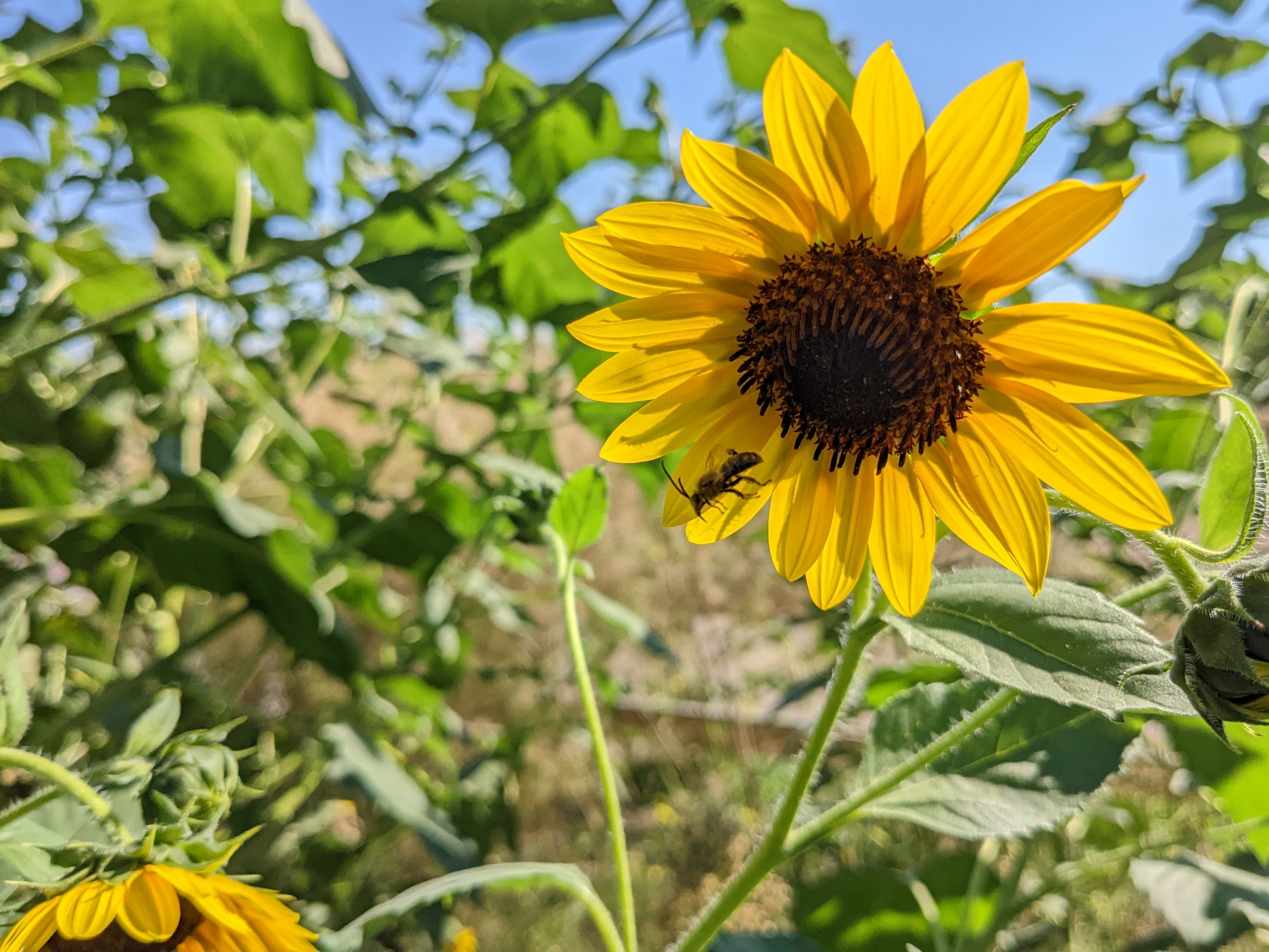 GitHub - Augie-Environmental-Studies/resources: Resource files.