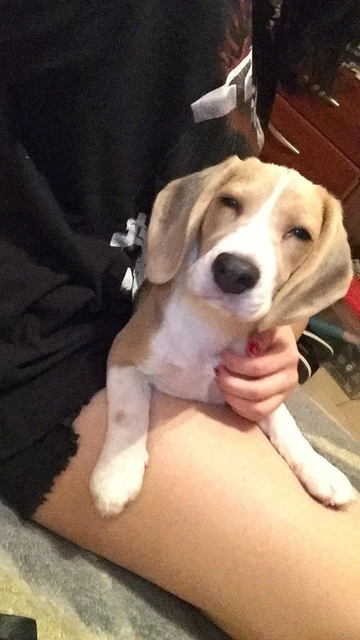 GitHub - 180seg/beagle: Beagle is an AWS policy judge.