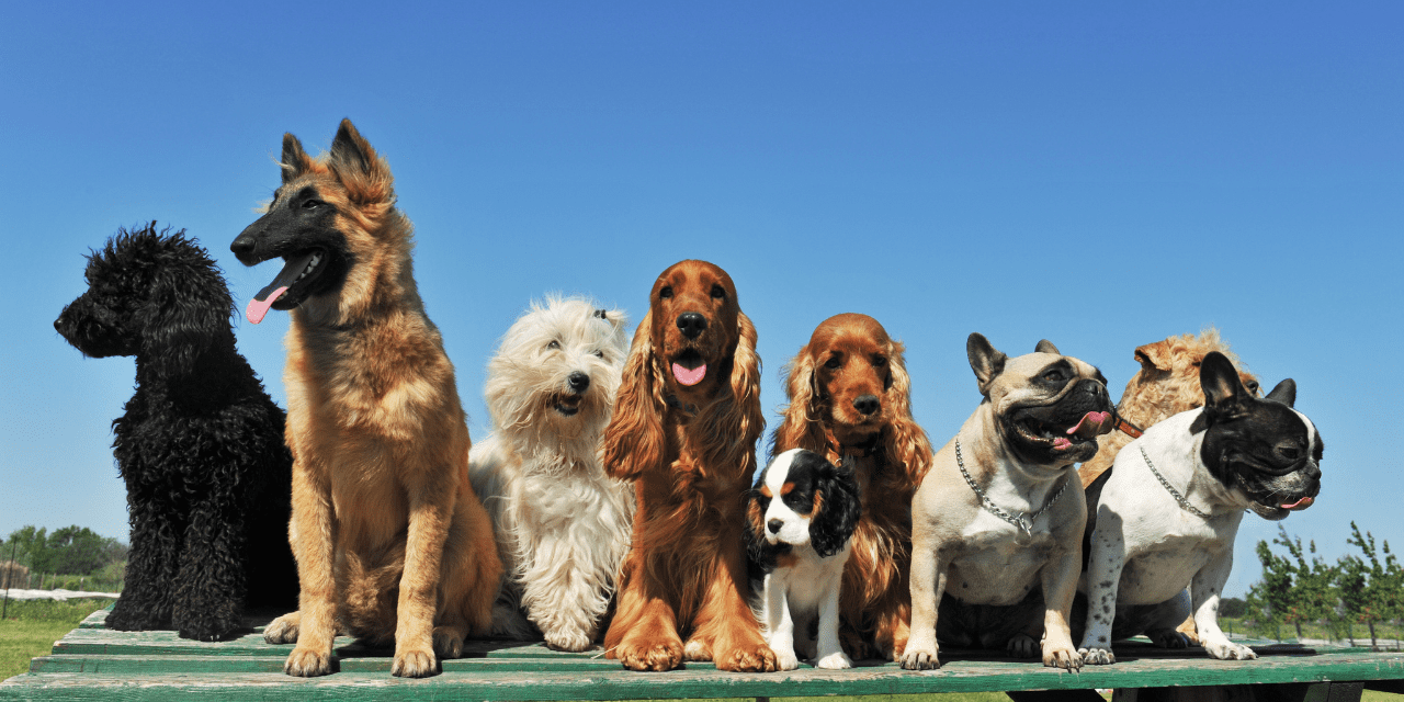 GitHub - Brijesh-fadadu/End-to-End-Multi-Class-Dog-Breed-Classifiction