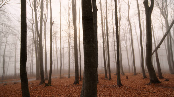 GitHub - Abendong/SQL-Project-on-Forestation: Demonstrative use of SQL