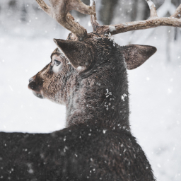 GitHub - StarveTheEgo/deer-radio