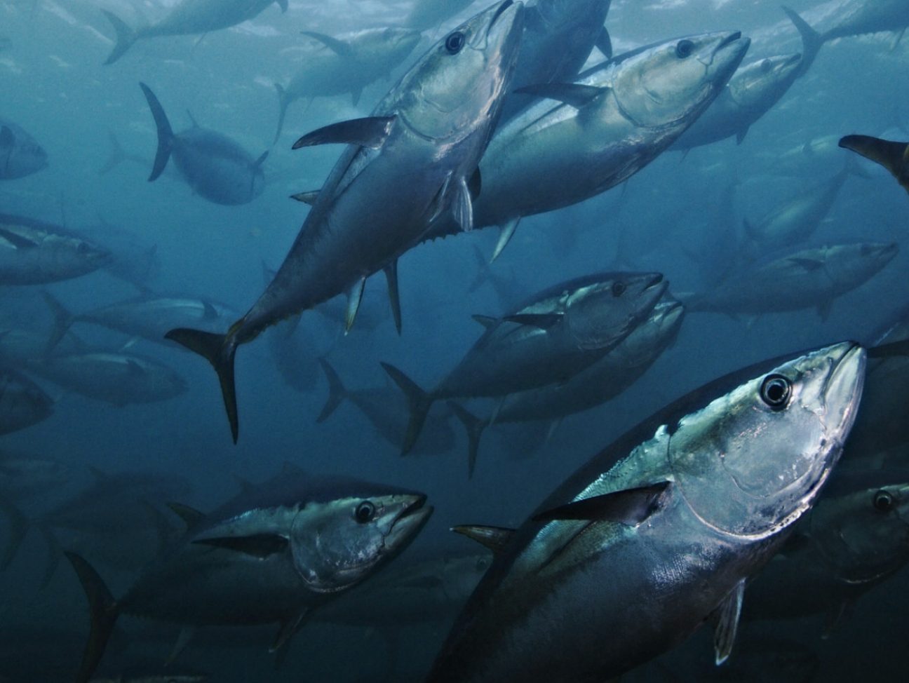 GitHub - MarcosMJD/ml-fish-weight-predition: ML project to predict the ...