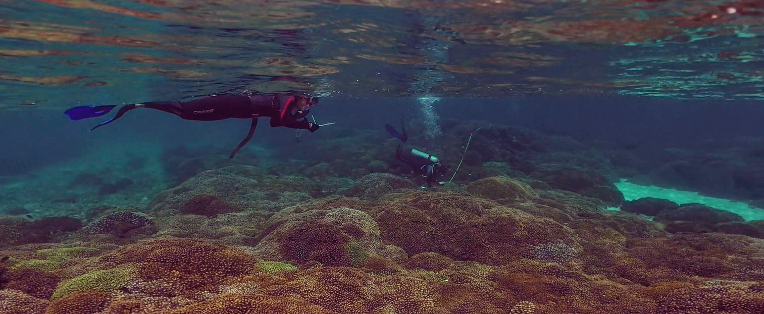 GitHub - dpaz-corals/ID: Information repository for Isolation by disturbance: a pattern of ...