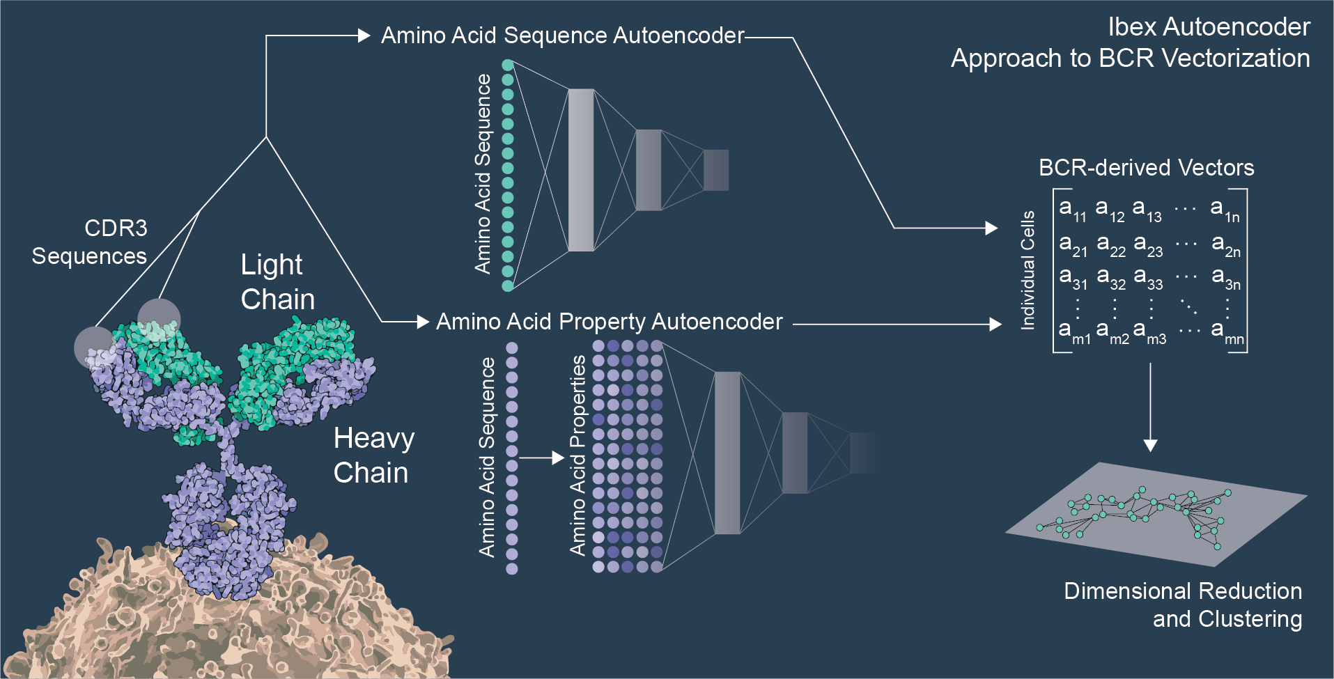 GitHub - ncborcherding/Ibex.manuscript: Analyzing single-cell BCR + RNA