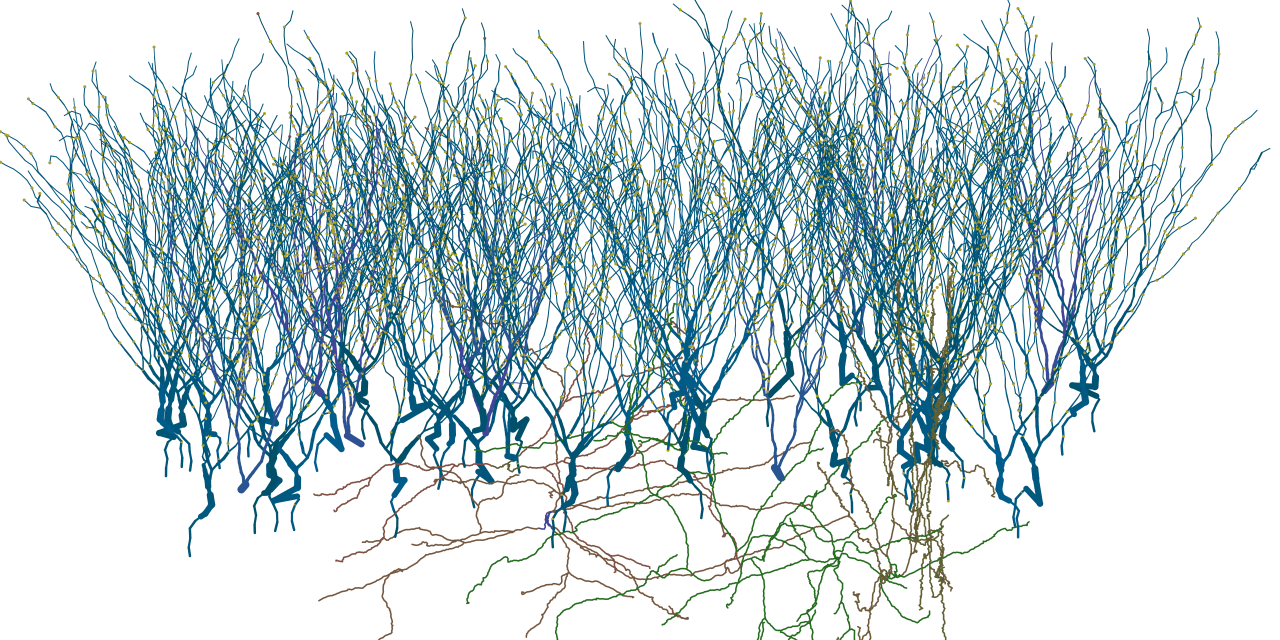 Github Synapsesanddendritespatternseparationtoolbox A Set Of Functions Allowing For Easy