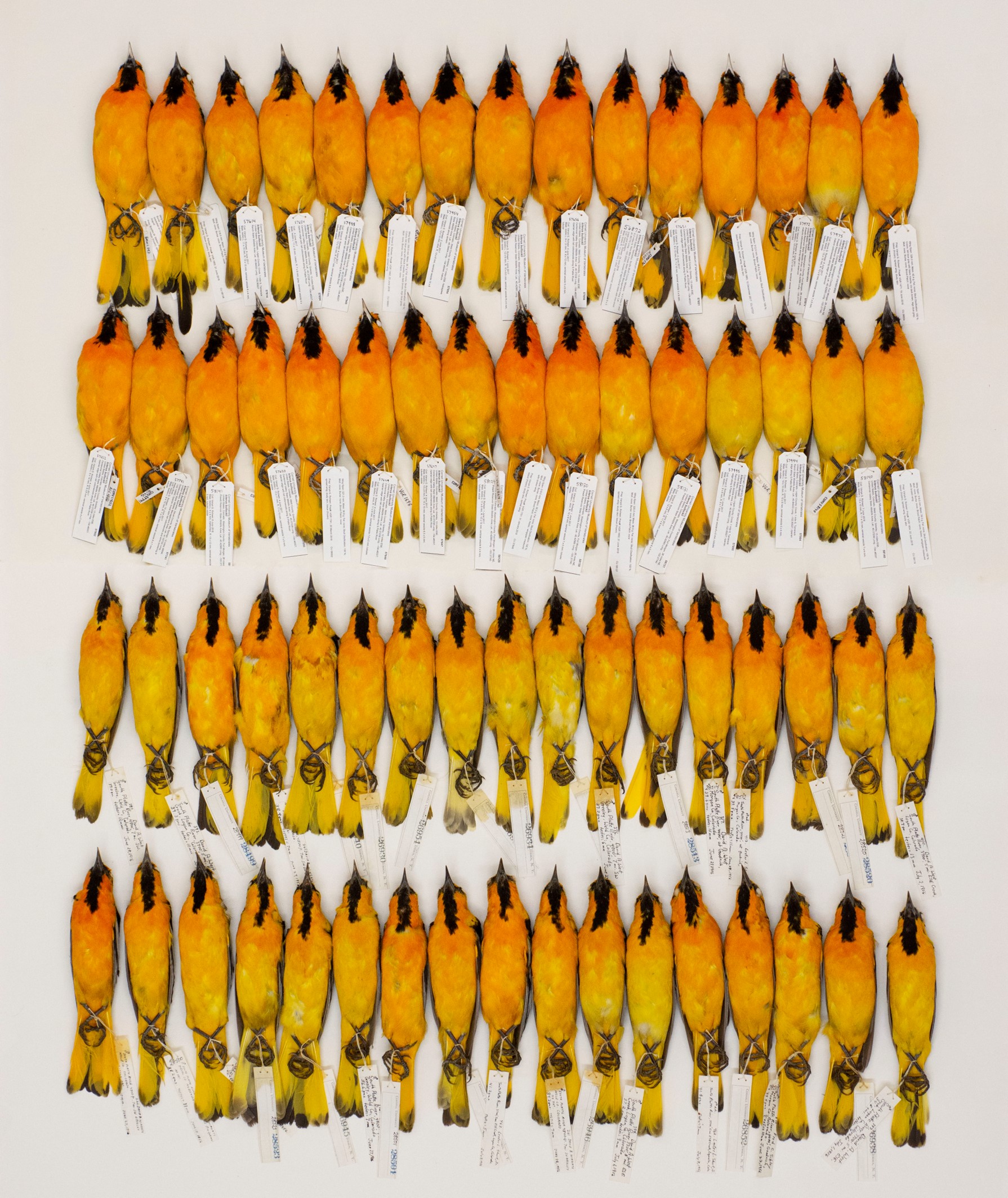 GitHub - younghasuh/Baltimore-Bullock-s-hybrid-zone: Data and script ...